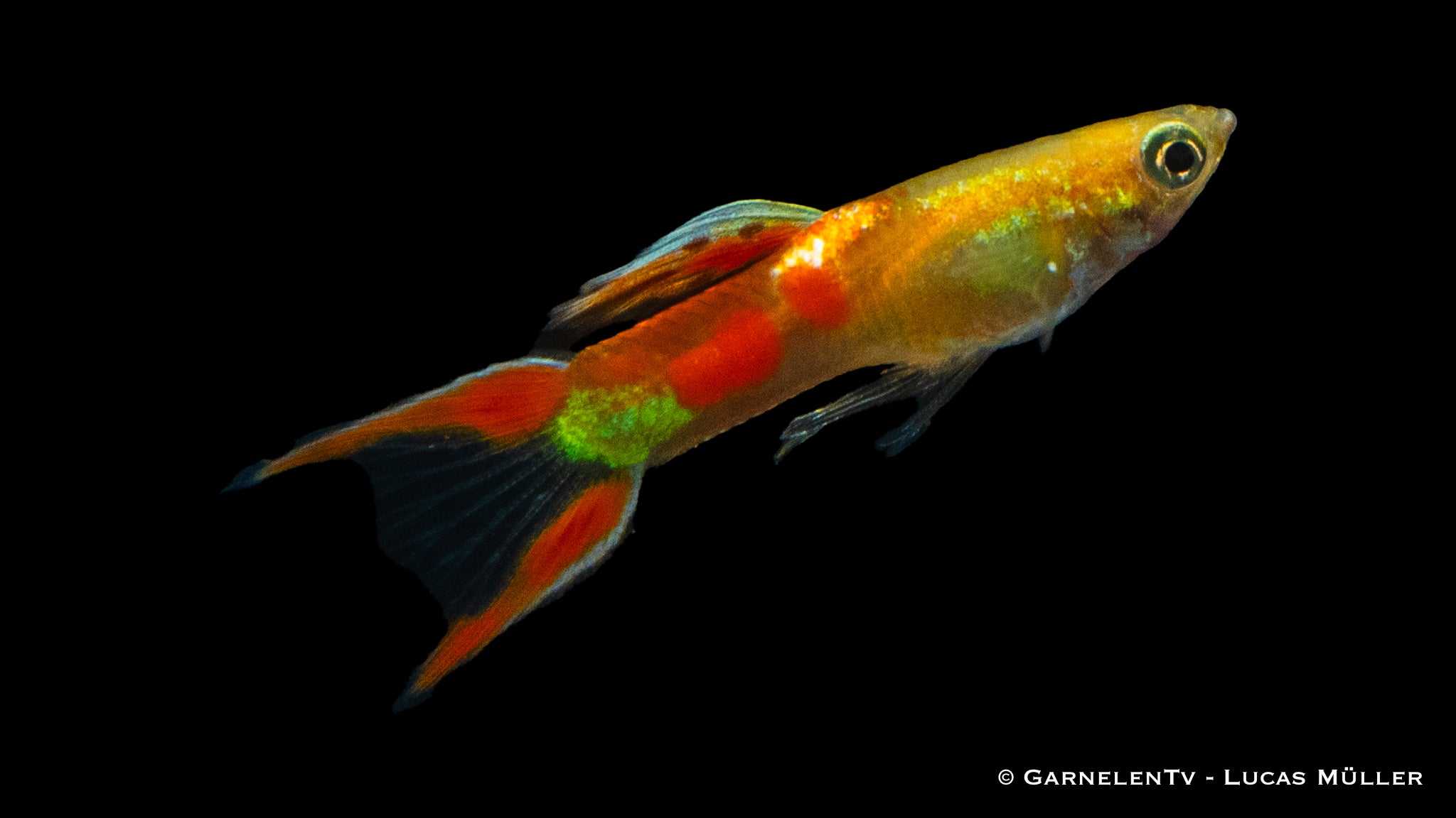 Endlers Guppy männlich gold calico ml – NKTropicalfish.com