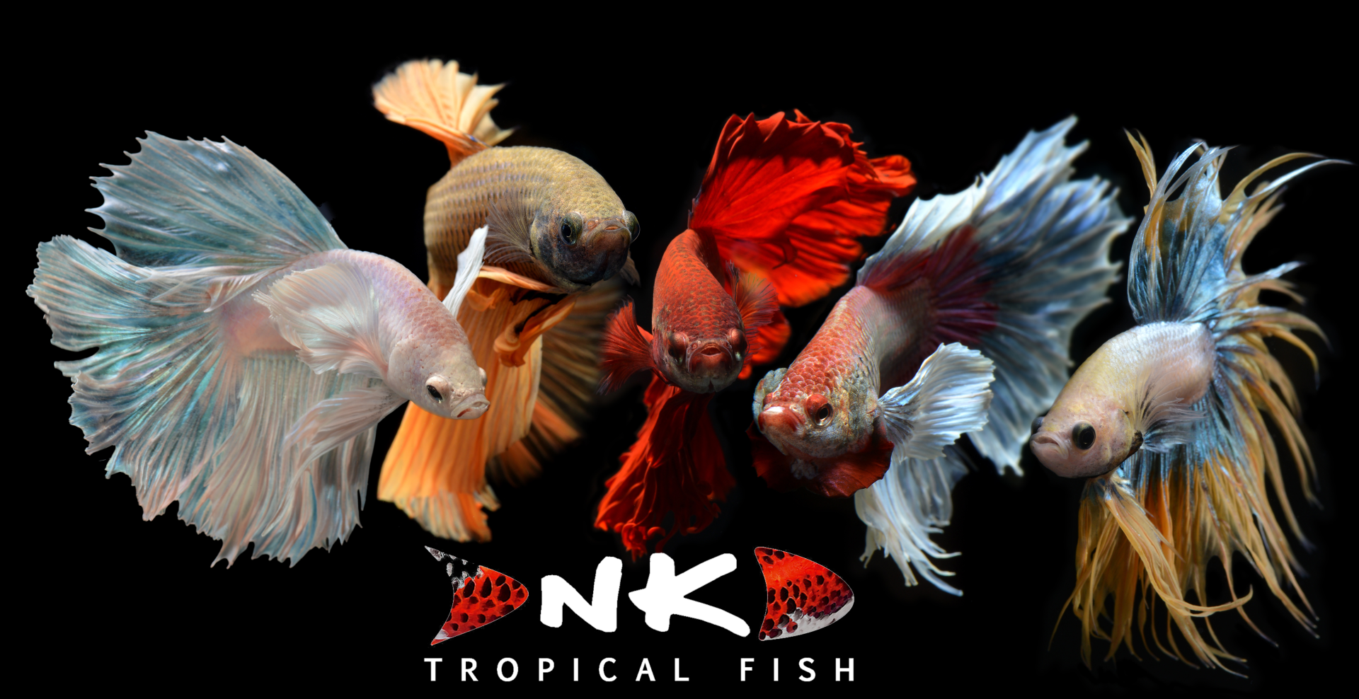 NK Tropical Fish - Fische sind unsere Leidenschaft – NKTropicalfish.com